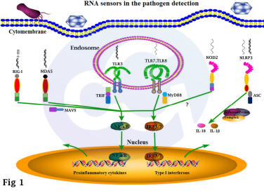 E.coli Residual Total RNA Detection Kit (qRT-PCR)–Significance and ...
